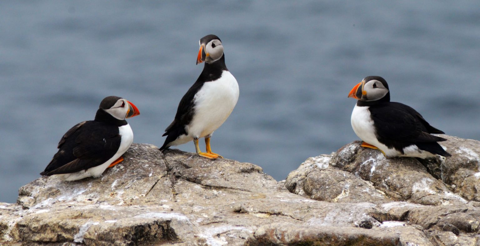 10 Amazing Species You’ll Find In The Scottish Wildlife